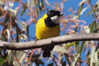 Dikkoppen en fluiters
