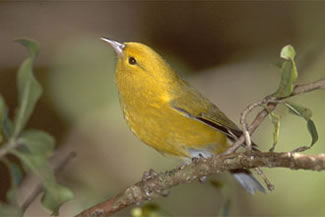 Hawaiiaanse suikervogels