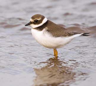 Steltlopers, kieviten, renvogels en plevieren