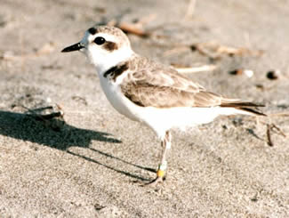 Steltlopers, kieviten, renvogels en plevieren