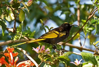 Nectarvogels