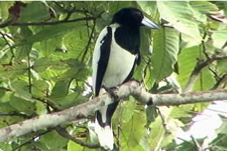 Orgelvogels