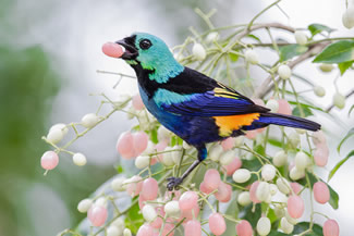 Tangaren en Organisten